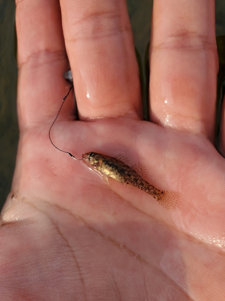 Least Darter in June 2023 by Drew · iNaturalist