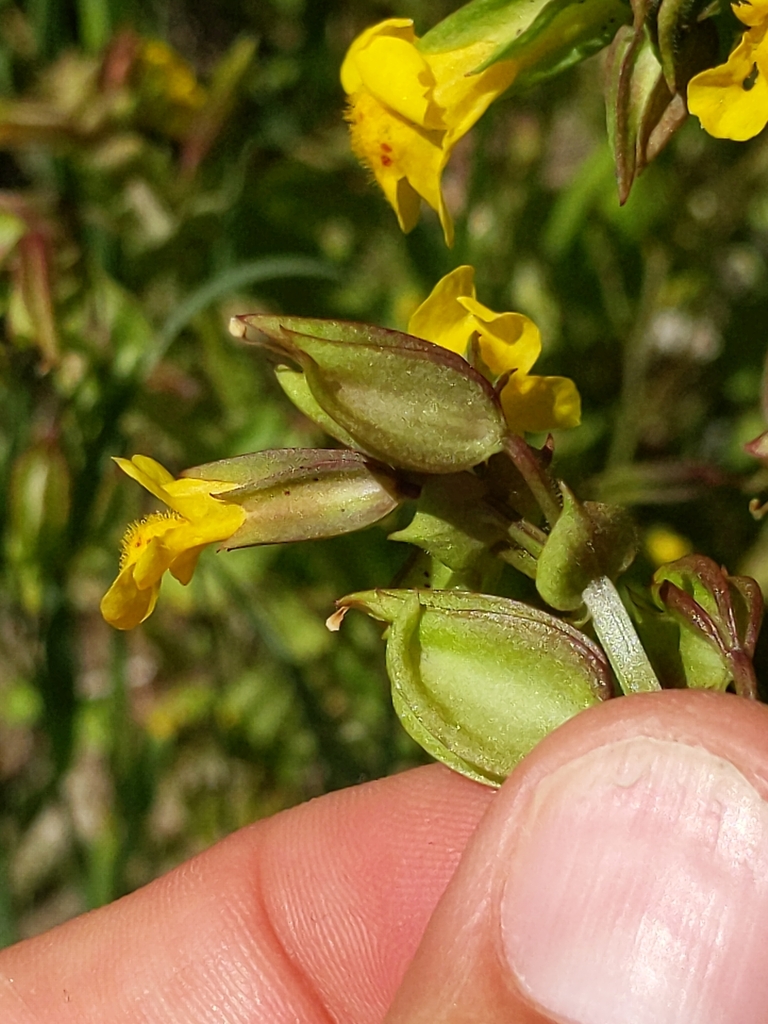 shy monkeyflower from Contra Costa County, US-CA, US on June 3, 2023 at ...