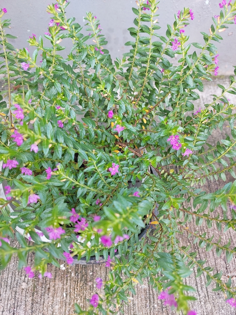 False heather from Pateros on June 4, 2023 at 09:04 AM by maylopez ...