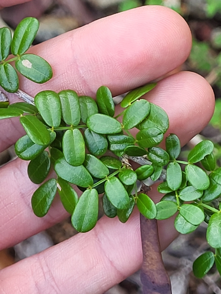 Poitea paucifolia from Torre, Sabana Grande, Puerto Rico on June 3 ...