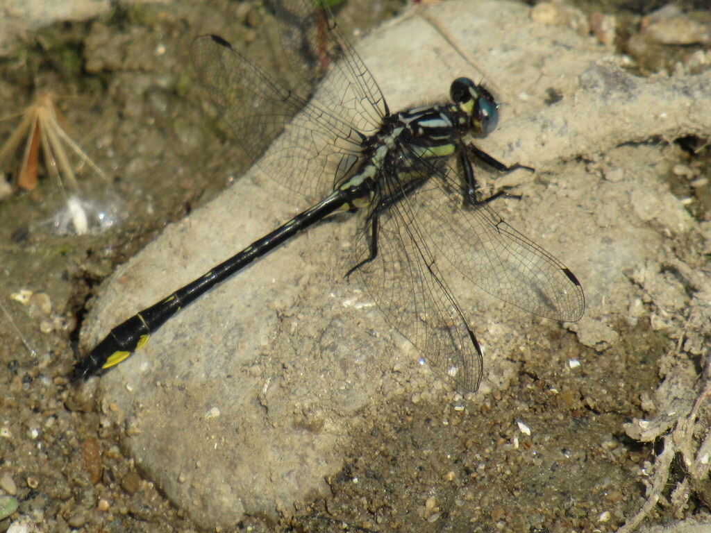 Rapids Clubtail from Taylorsville MetroPark, OH, USA on June 3, 2023 at ...