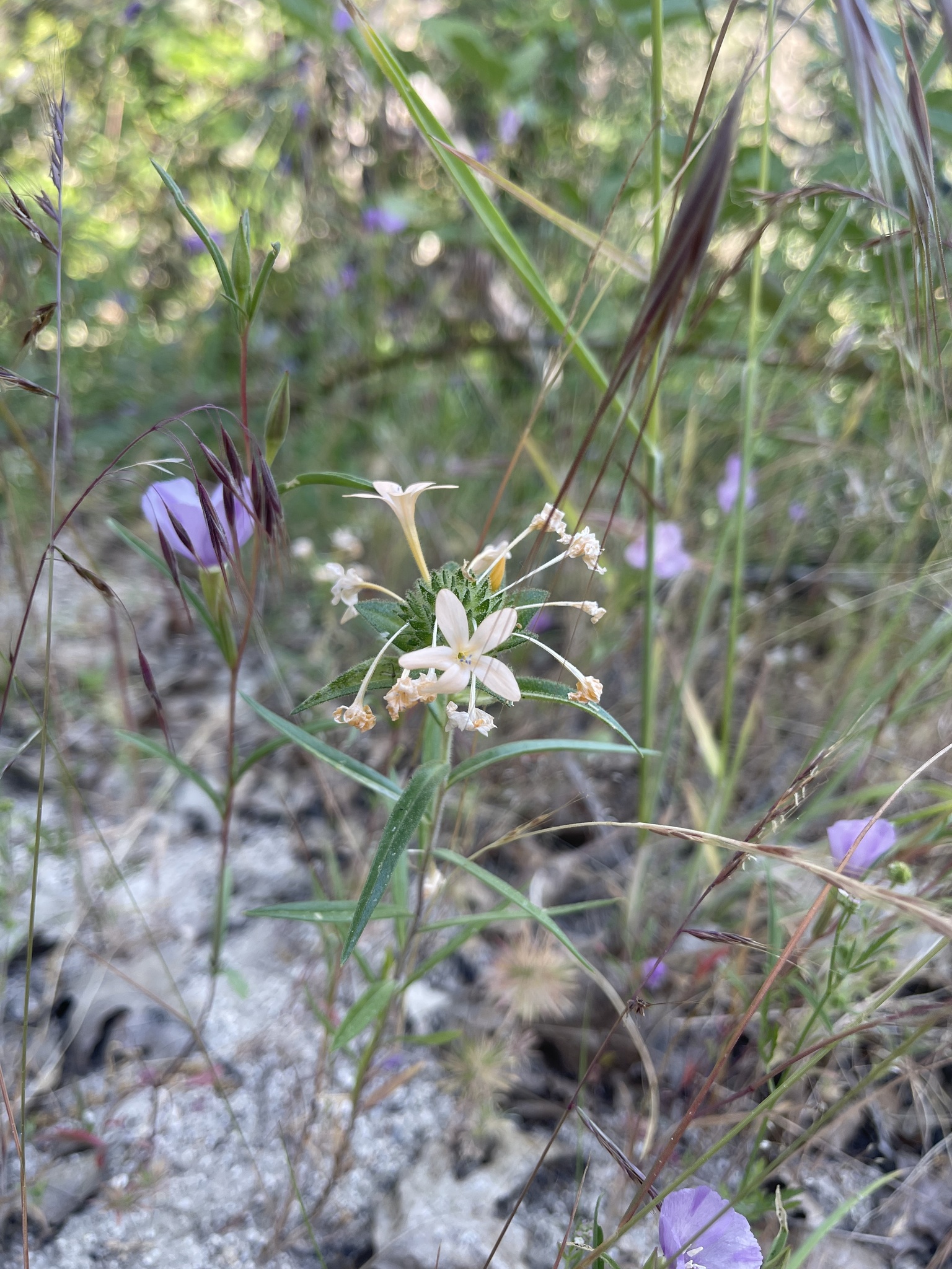 Collomia grandiflora Lindl.