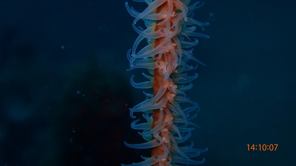 Black wire coral from Passe du Carenage, Fort-de-France, MQ on June 2 ...