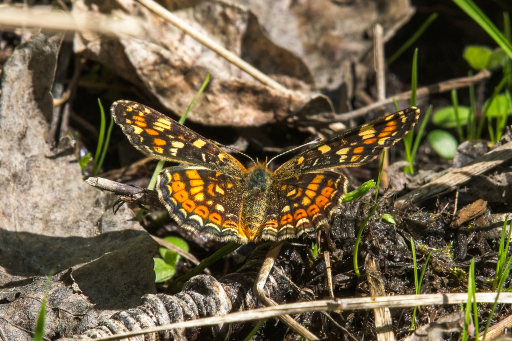 Field Crescent from Kananaskis, AB T0L, Canada on June 03, 2023 at 12: ...