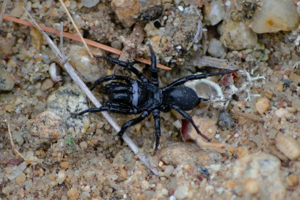 Black Purseweb Spider in June 2023 by Charles Brown · iNaturalist