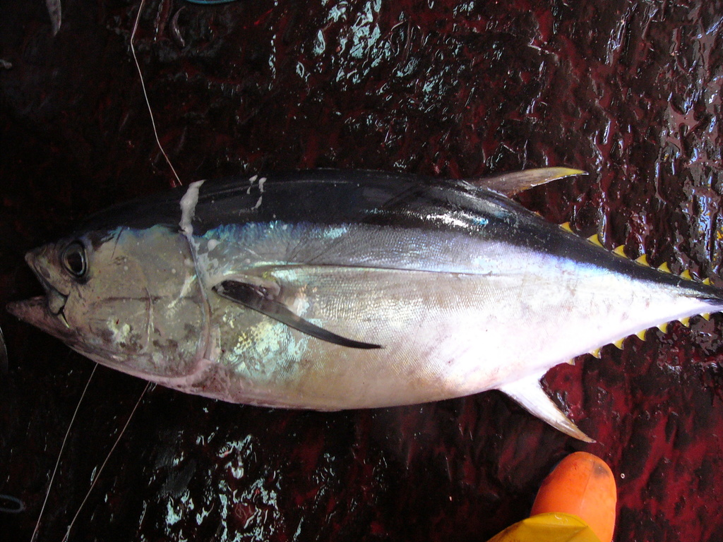 Bigeye Tuna (Thunnus obesus) - Marine Life Identification