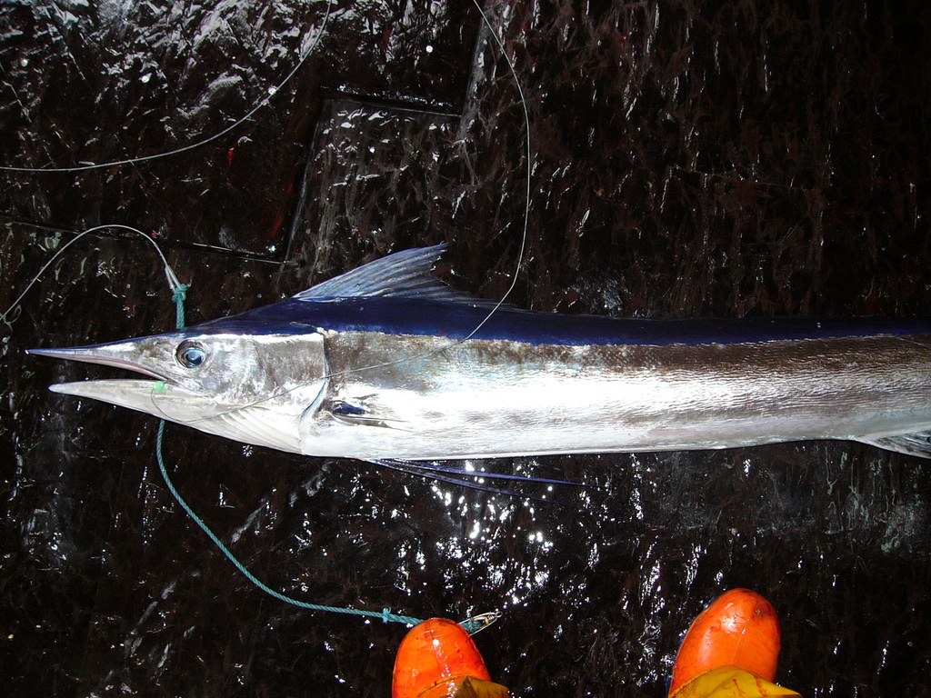 Spearfishes (Tetrapturus) - Marine Life Identification
