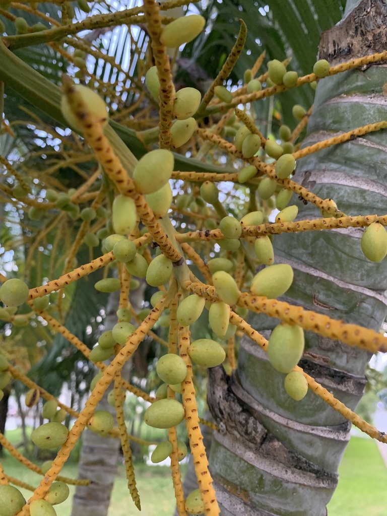Triangle palm in June 2023 by minh_duc18 · iNaturalist