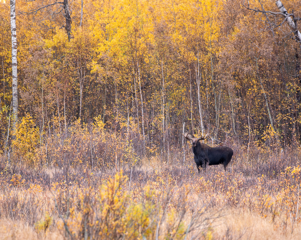 Northwestern Moose from Improvement District No. 13, AB T0B, Canada on ...