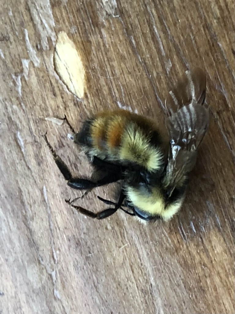 Great Basin Bumble Bee from Township Road 513, Parkland County, AB, CA ...