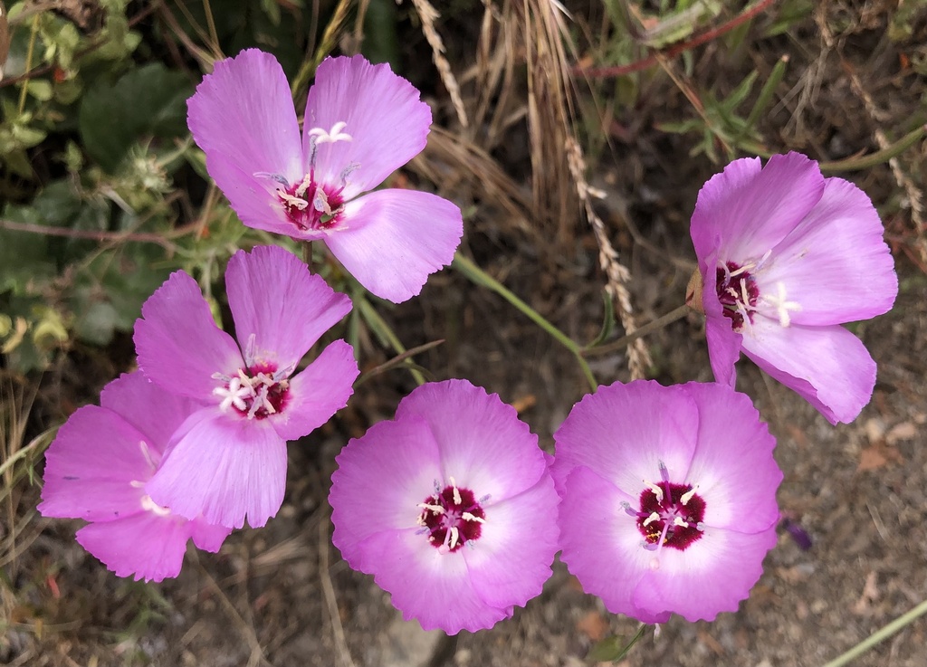 Lewis' Clarkia in June 2023 by Cat Chang · iNaturalist