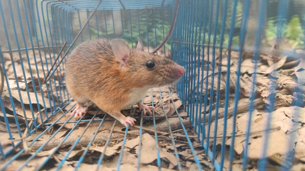 Red Spiny Rat from Xishuangbanna Dai, CN-YN, CN on June 4, 2023 at 11: ...