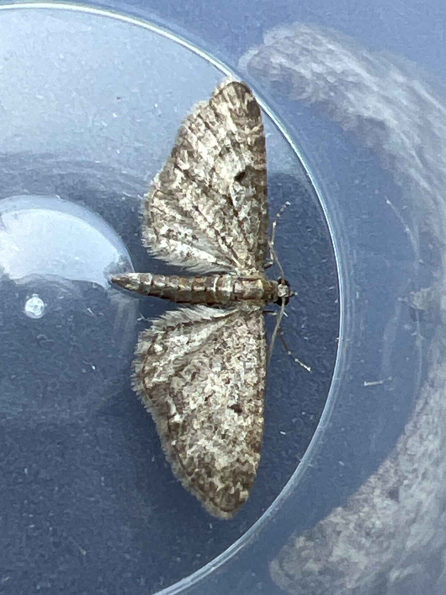 Eupithecia subfuscata (Haworth, 1809)
