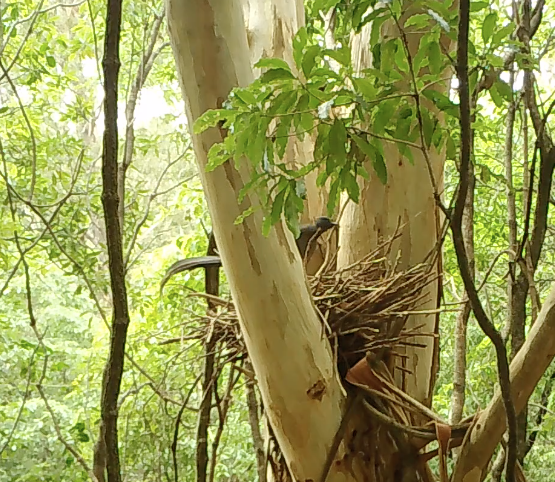 Superb Lyrebird in June 2023 by matthewlh. Trail cam video stills. This ...