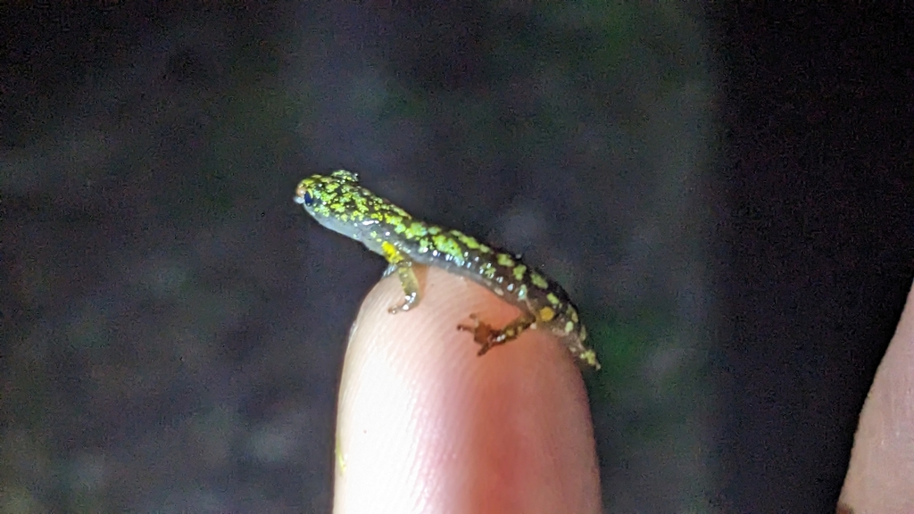 Green Salamander in June 2023 by chance2crowns. Hatchling? One of a ...