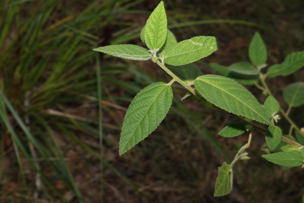 Acalypha nemorum from Taromeo QLD 4314, Australia on June 3, 2023 at 01 ...