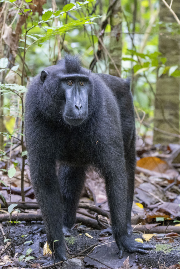 Celebes Crested Macaque (Macaca nigra) - Know Your Mammals