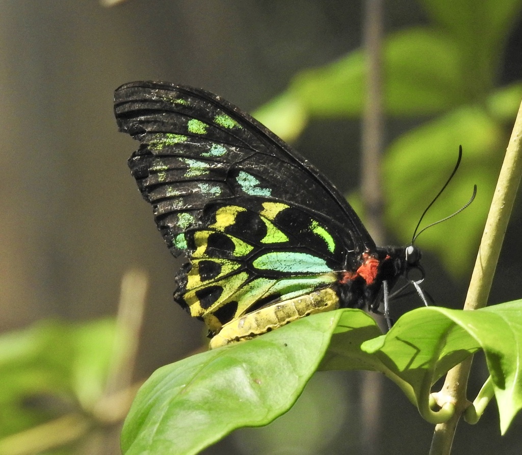 Cairns Birdwing from Cairns QLD, Australia on June 4, 2023 at 12:54 PM ...
