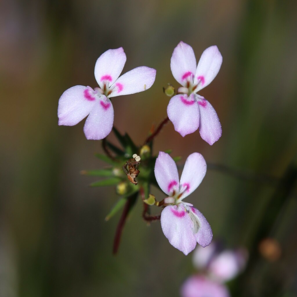 Stylidium flagellum from Warradarge WA 6518, Australia on June 3, 2023 ...