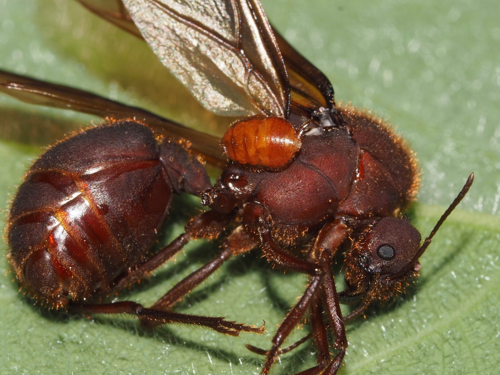 ant cockroach from Lake Austin Blvd, Austin, TX, US on May 7, 2019 at ...
