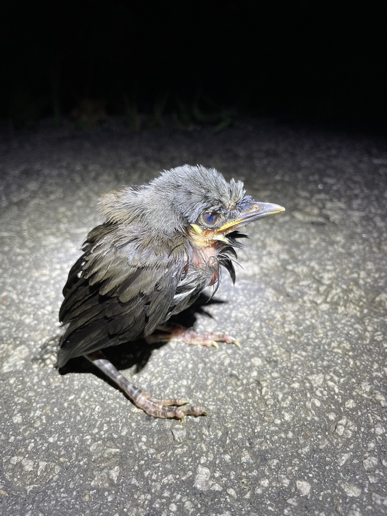 Perching Birds in June 2023 by alexericsonlee · iNaturalist