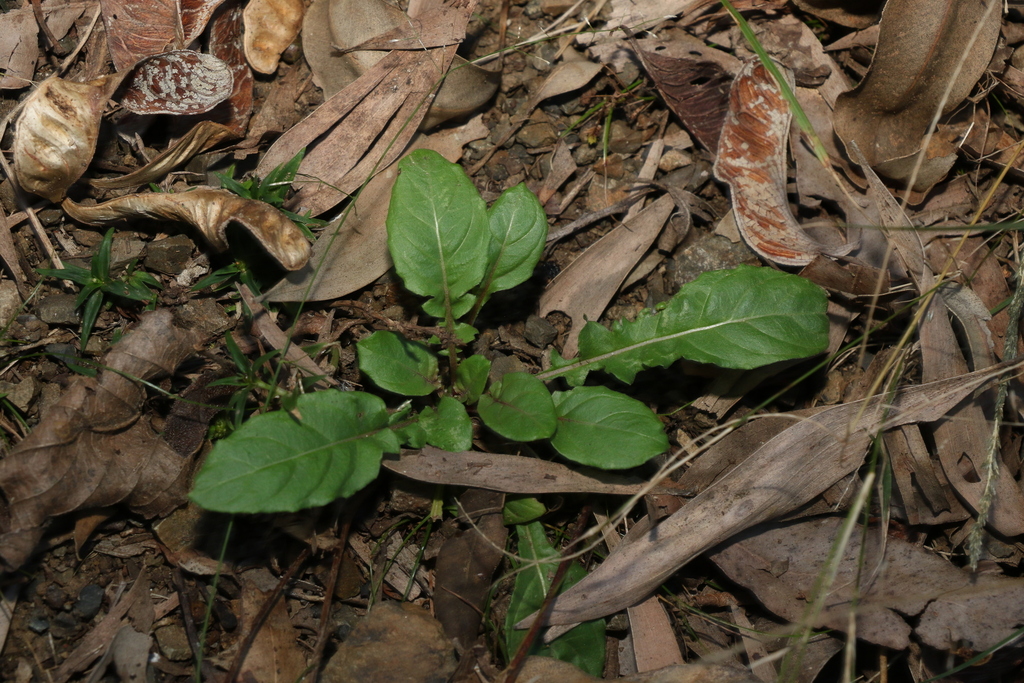 Oriental false hawksbeard from Taromeo QLD 4314, Australia on June 3 ...