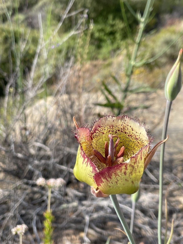 intermediate mariposa lily in June 2023 by E. Merkt · iNaturalist