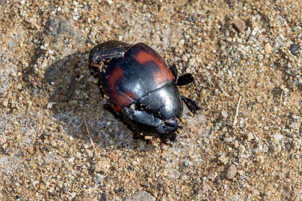 Clown Beetles from 20247 Rogliano, France on April 18, 2023 at 08:32 AM ...