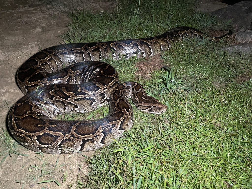 Burmese Python in June 2023 by alexericsonlee · iNaturalist