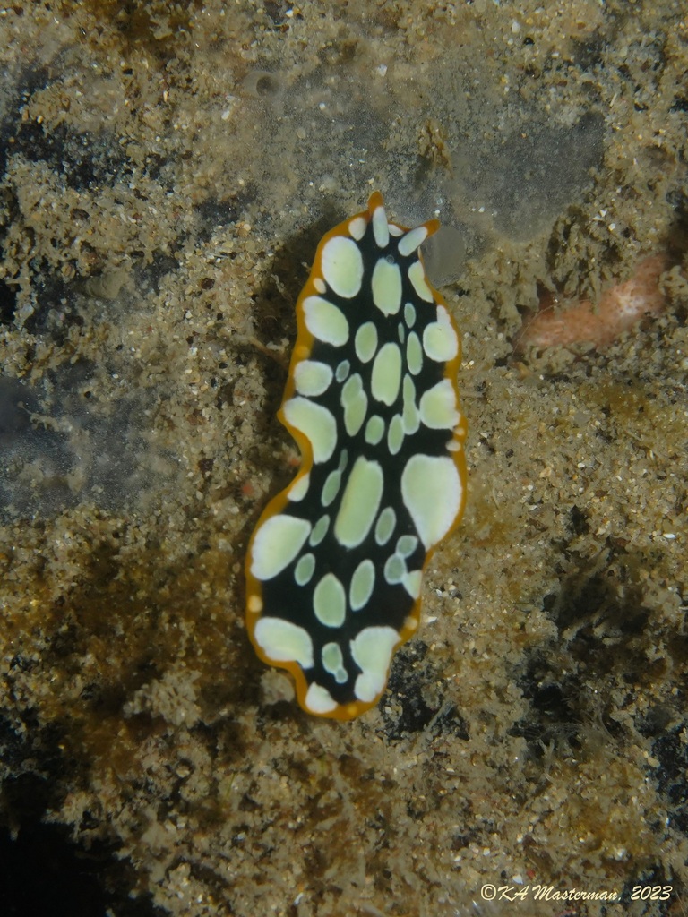 Brilliant Flatworm from La Balsa Sunshine Coast QLD, Australia on June ...