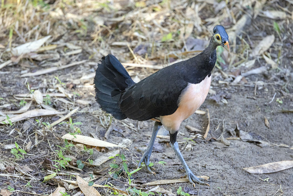 Maleo in May 2023 by dushenkov · iNaturalist