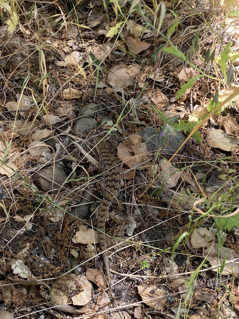 California Alligator Lizard from Mount Diablo State Park, Clayton, CA ...
