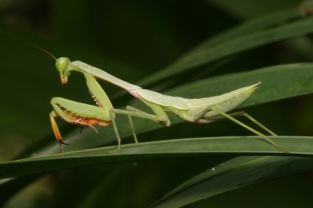 Golden-armed Mantis from Lim Chu Kang, Singapore on June 4, 2023 at 10: ...