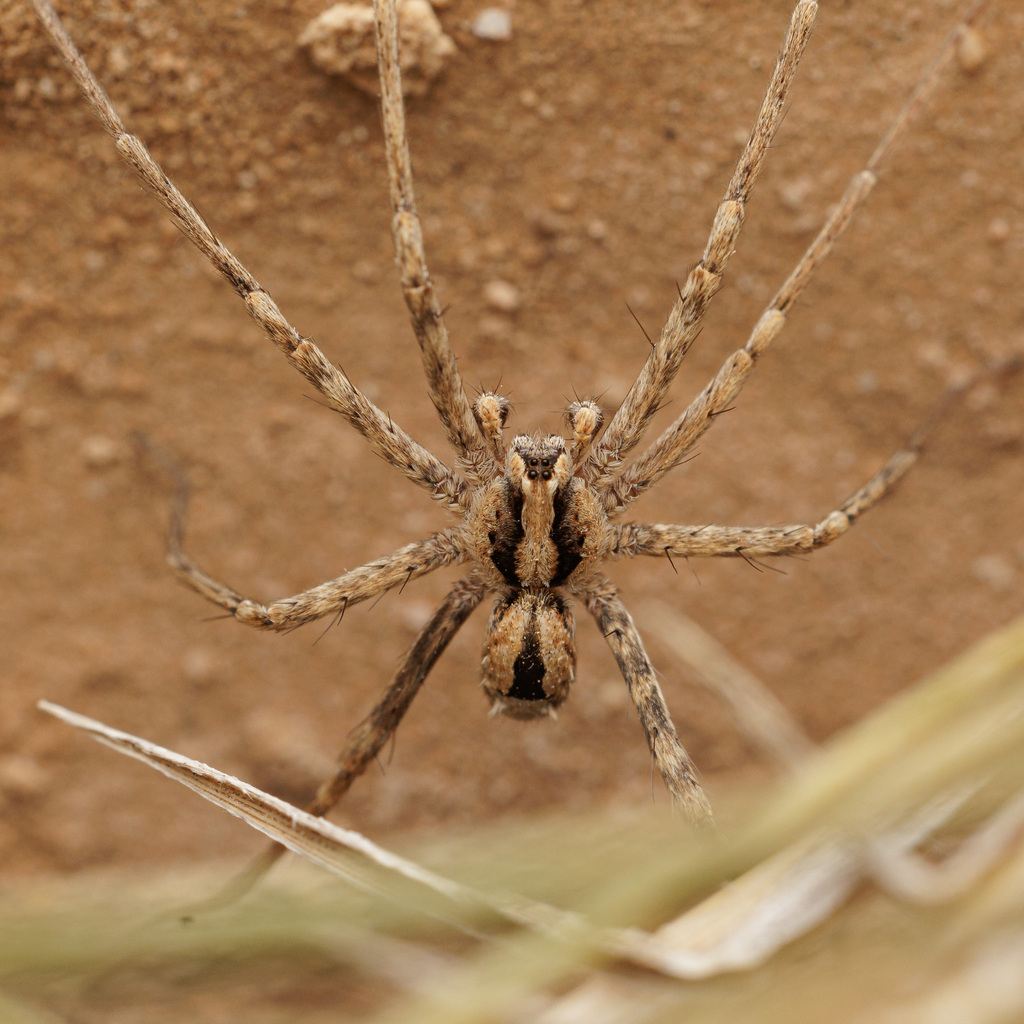 Wandering Ghost Spiders from Witjira SA 5734, Australia on May 27, 2023 ...