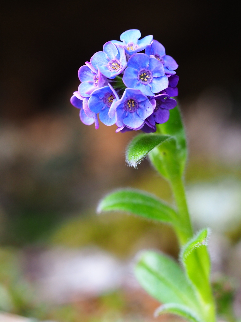 Myosotis capitata in January 2023 by Alex Fergus · iNaturalist