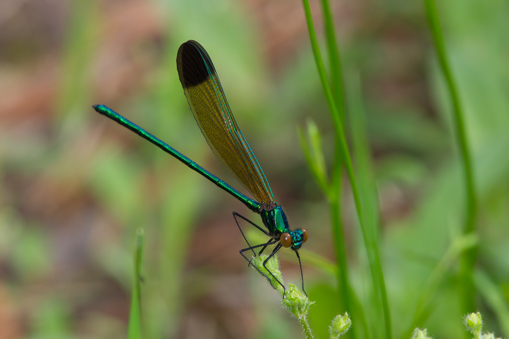 Calopteryx dimidiata (Sparkling Jewelwing) (Dragonflies and Damselflies ...