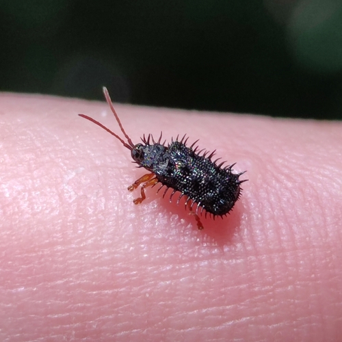 Dactylispa issikii · iNaturalist