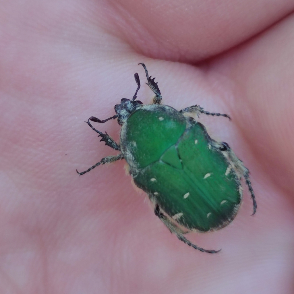 Blue Flower Chafer from Otsuji Park, 2071 Miemachi Kamitahara, Bungoono ...