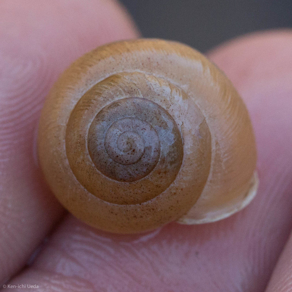 Yellow Globelet Snail (Snails of Ontario) · iNaturalist