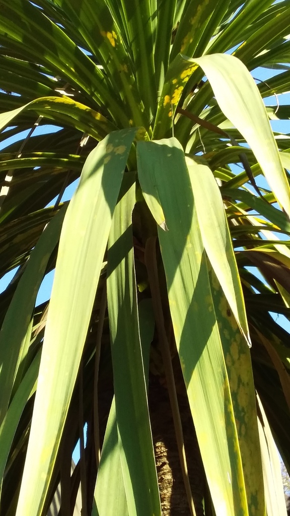 Spineless Yucca from Waterkloof Heights, Pretoria, 0181, South Africa ...