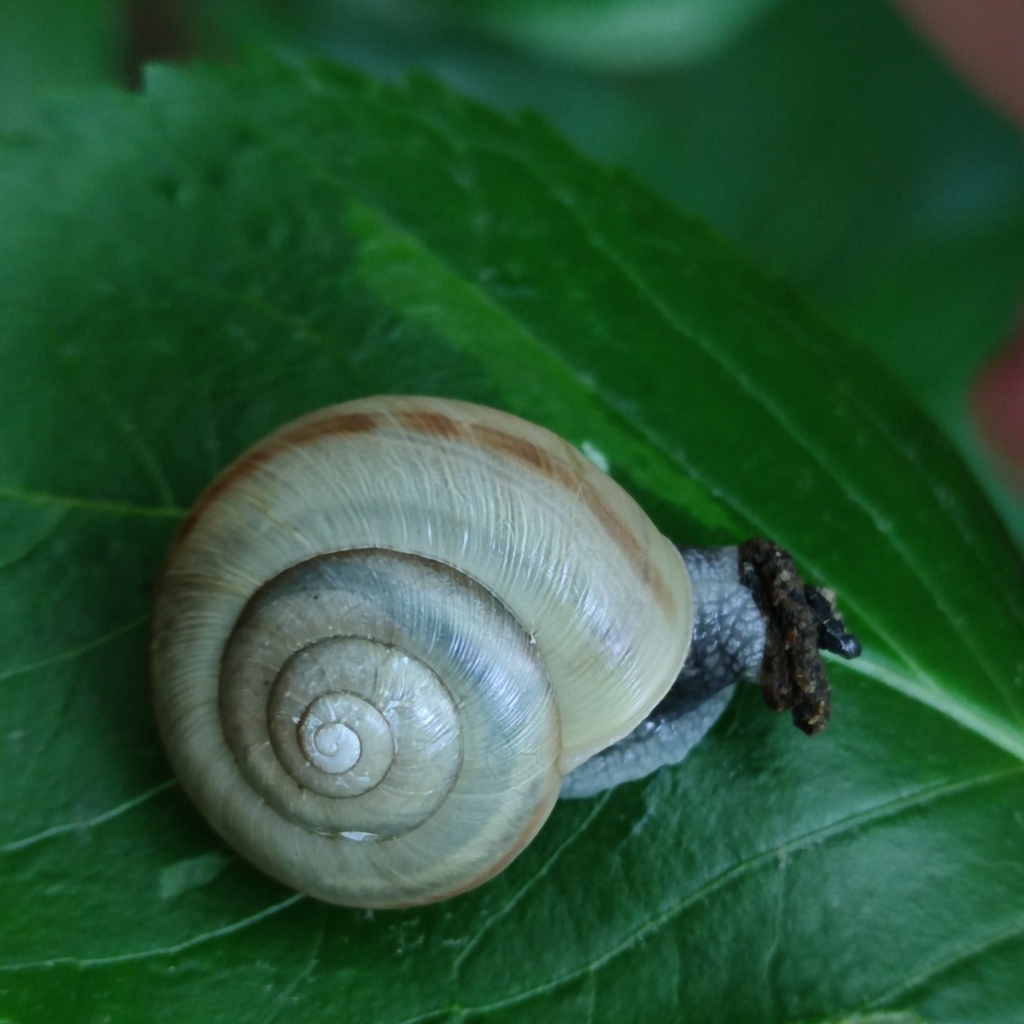 Euhadra subnimbosa from 2071 Miemachi Kamitahara, Bungoono, Oita 879-7107, Japan on June 3, 2023 ...