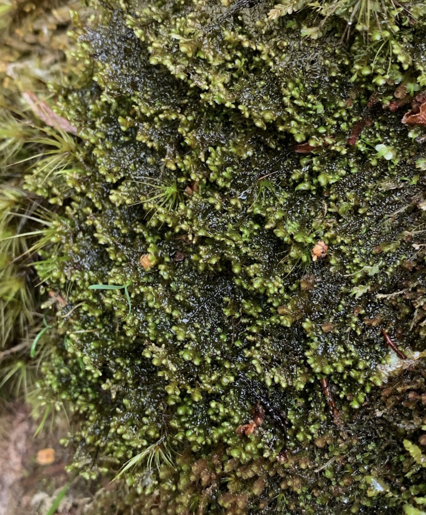 (Radula auriculata) - Botanical Realm