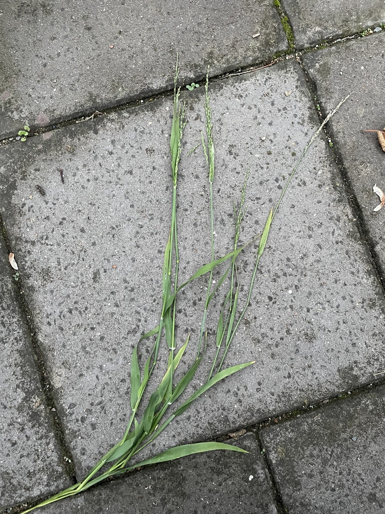 panic veldtgrass from Doyle Tce, Chapman, ACT, AU on June 4, 2023 at 04 ...