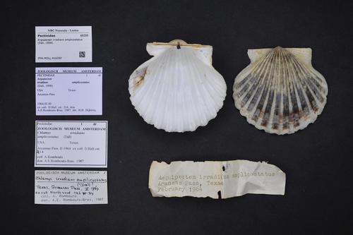 (Argopecten irradians subsp. amplicostatus)