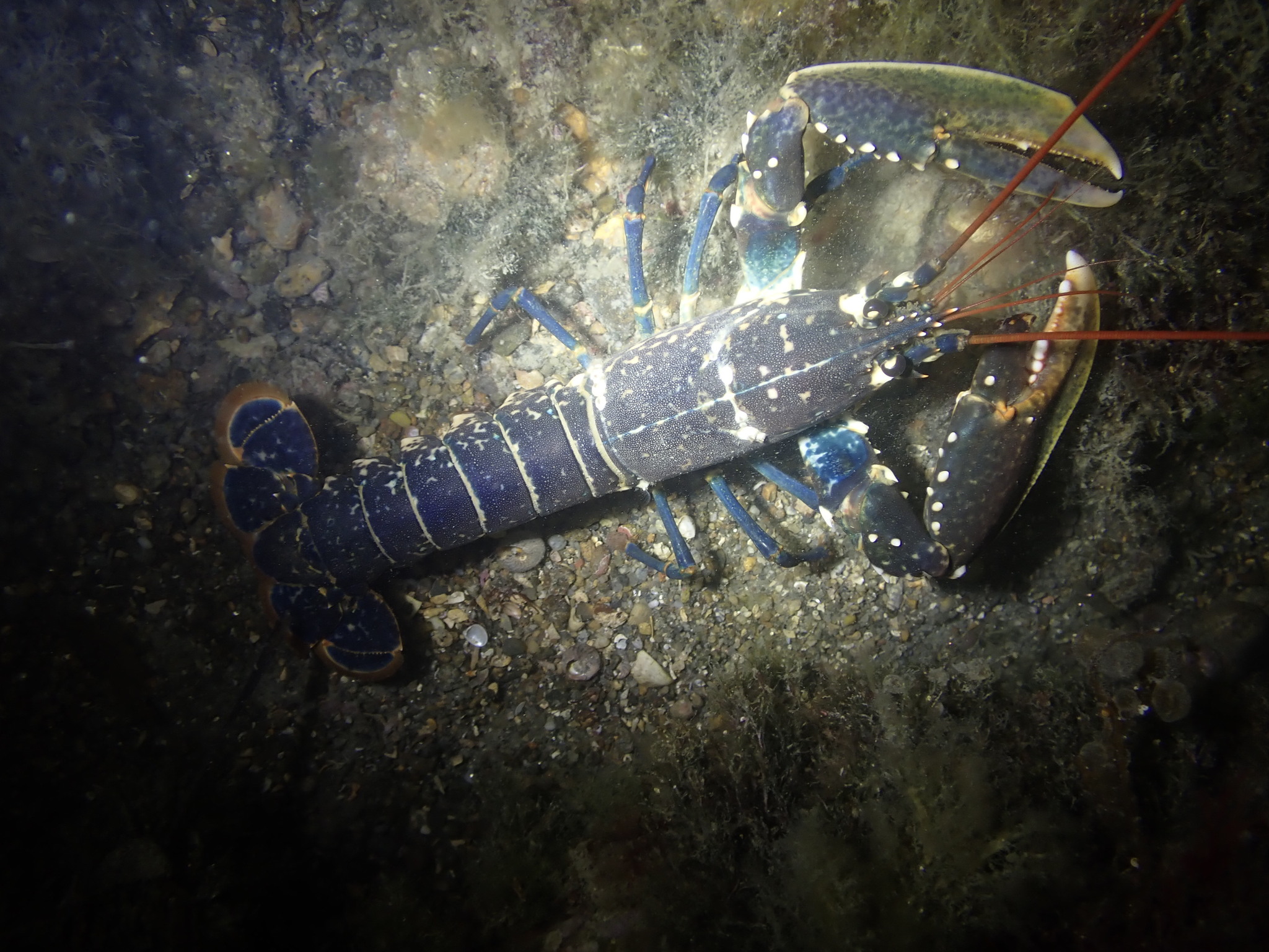 Homarus gammarus (Linnaeus, 1758)
