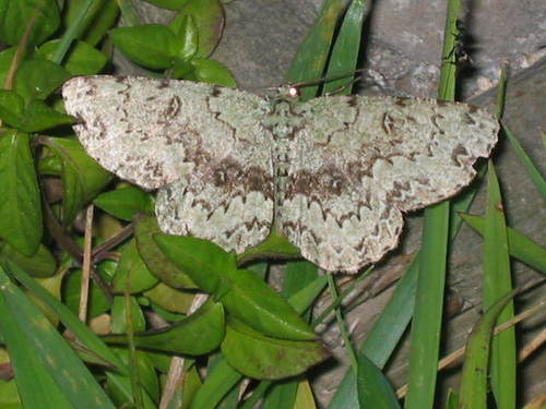 Ophthalmitis sinensium · iNaturalist United Kingdom