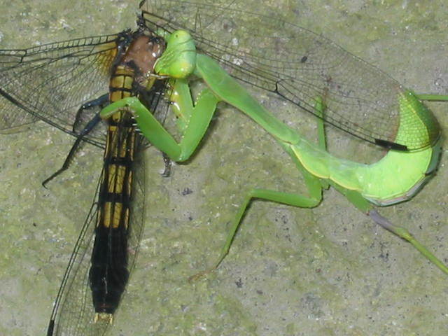 Hierodula chinensis from Yuyao, Ningbo, Zhejiang, China on August 8 ...