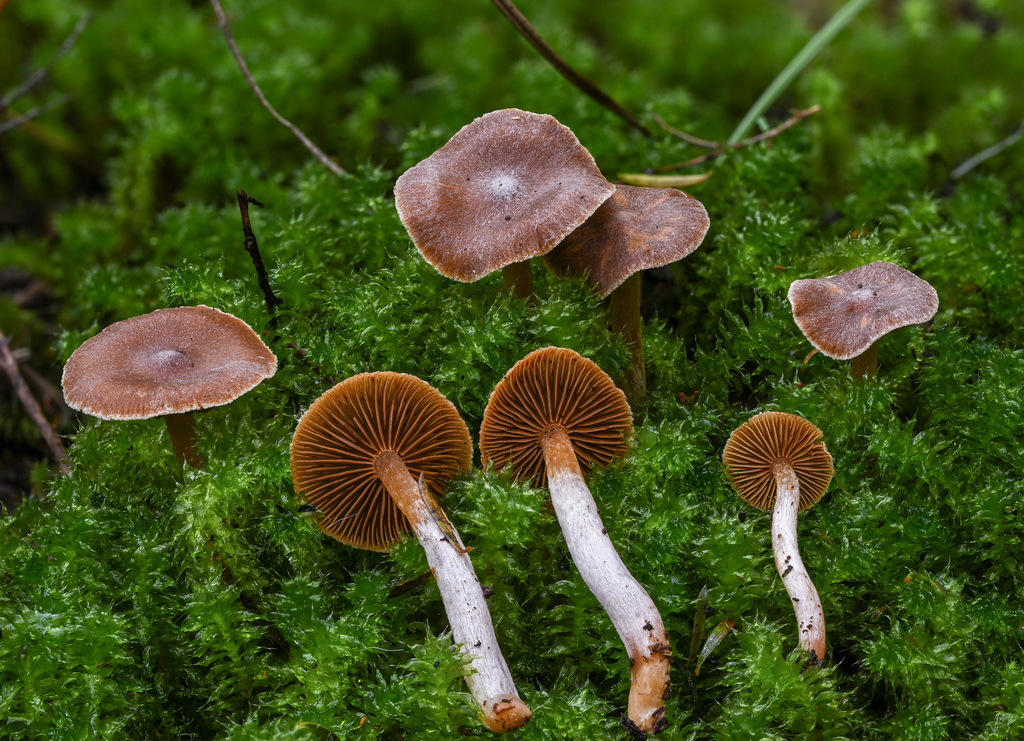 Webcaps from North Shore, Hauraki, Auckland, New Zealand on June 4 ...