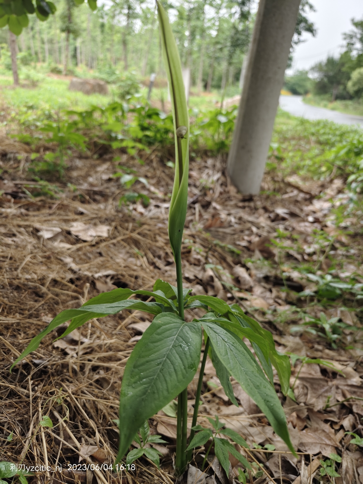 Pinellia pedatisecta Schott