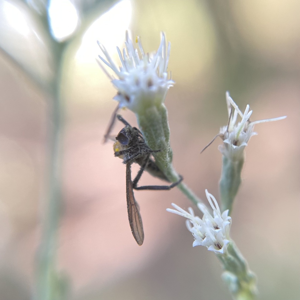 Common Lovebug from Waveland, MS, USA on October 16, 2022 at 02:41 PM ...